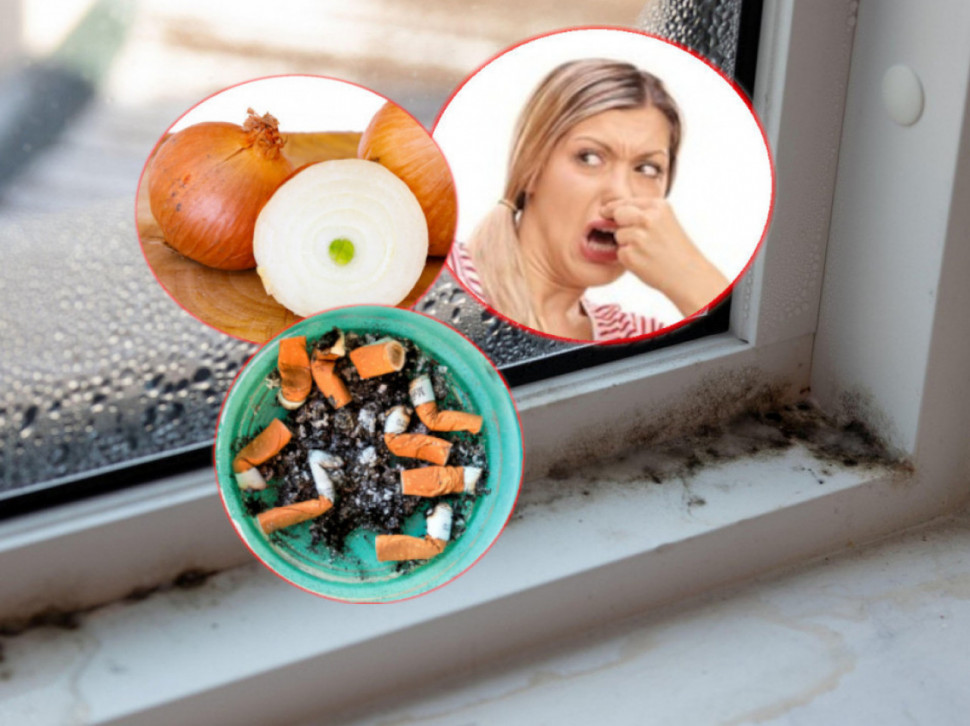 LUK, DUVAN, KUPUS, LJUBIMCI, VLAGA... Kako se rešiti svih neutodnih ukusa u domu - saveti zlata ...