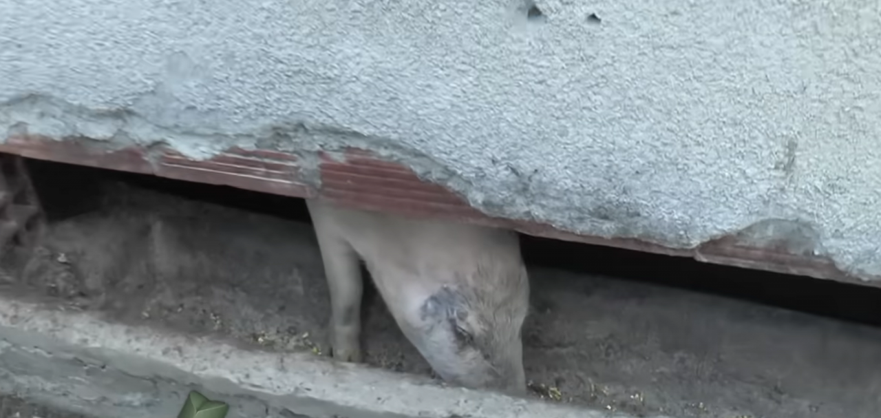 Čudo u Srbiji: Rodilo se prase bez ušiju! "To nikada nismo videli" (video)