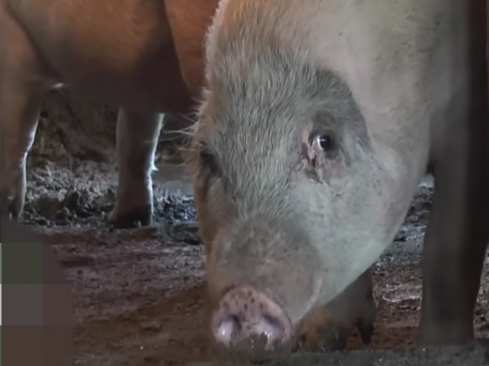 Čudo u Srbiji: Rodilo se prase bez ušiju! "To nikada nismo videli" (video)