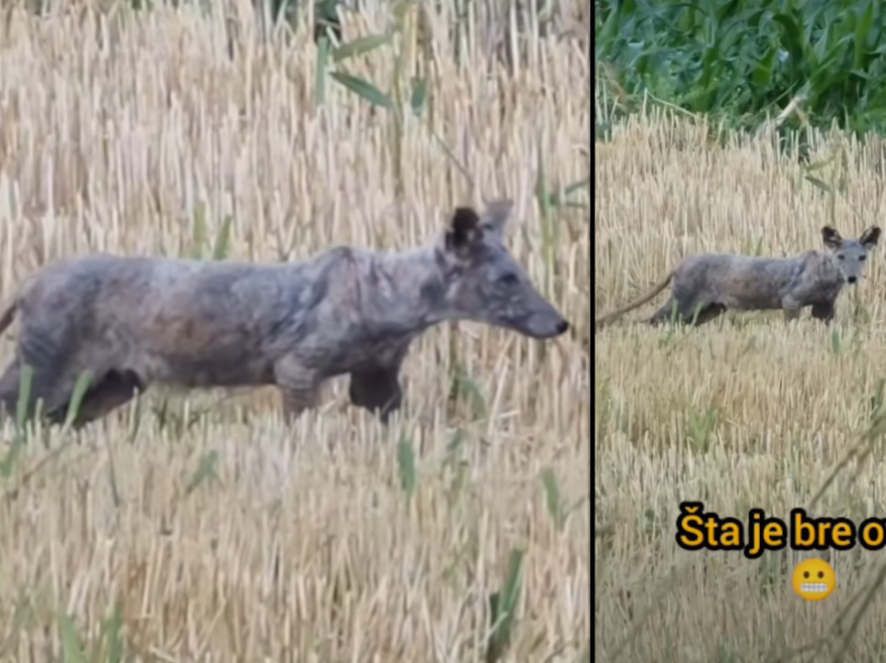 Šta je bre ovo? Misteriozna životinja snimljena u Mačvi (video)
